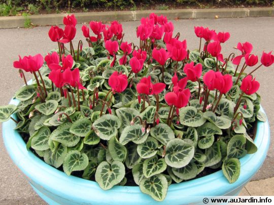 Cyclamen De Perse :: Mon Jardin